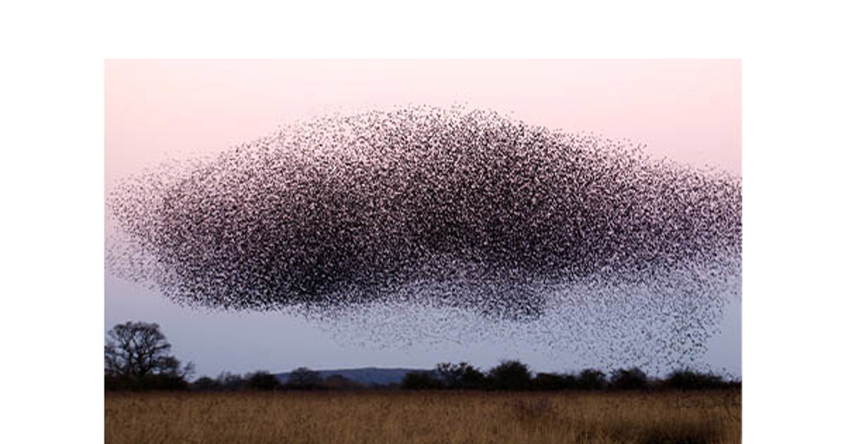 Simulating the Dynamics of Large Flocks of Birds | SIAM