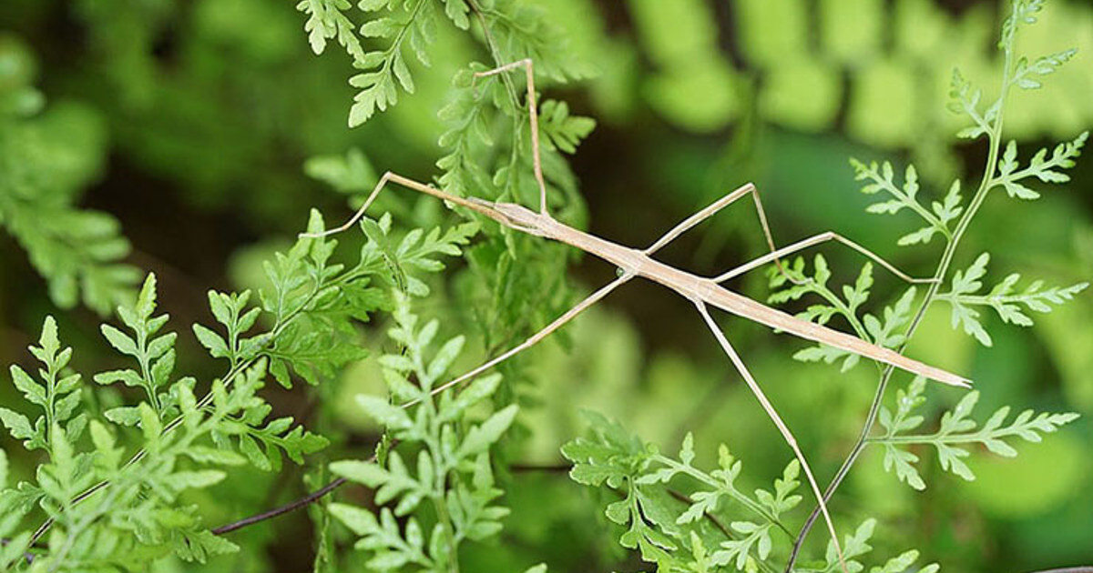The Generation of Rhythmic Patterns in Stick Insect Locomotion | SIAM