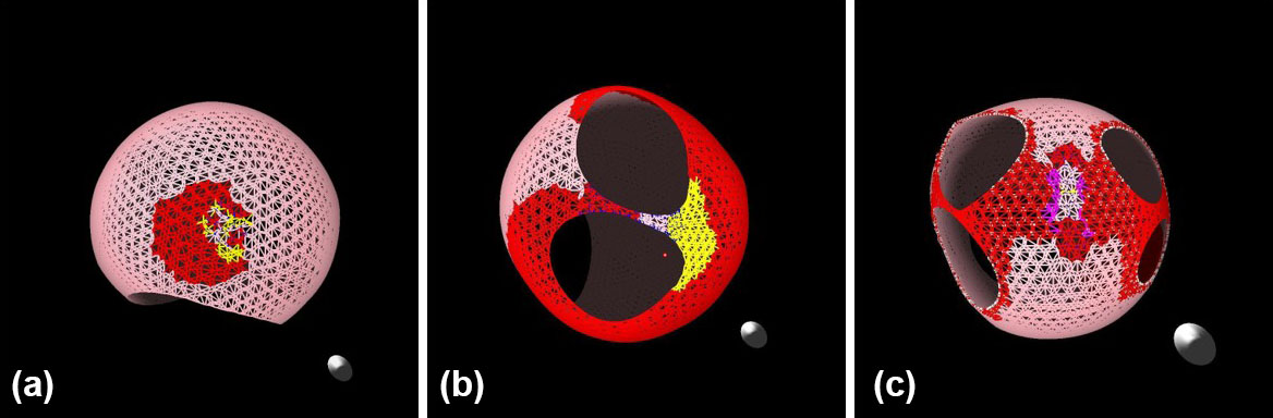 Dynamic Left Atrium Model Sheds Light on Supraventricular Tachycardia | SIAM
